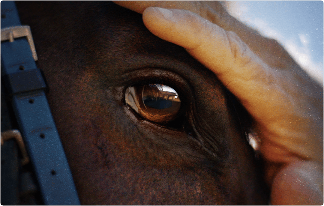 The Healing - stream online or get your tickets today - good.film