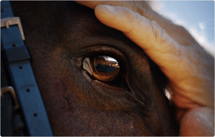 The Healing - stream online or get your tickets today - good.film